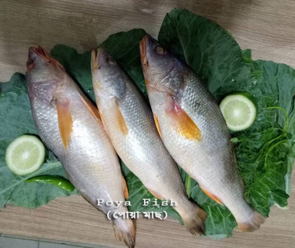 BFDC Online Fish – Largest Online Fish Market in Bangladesh